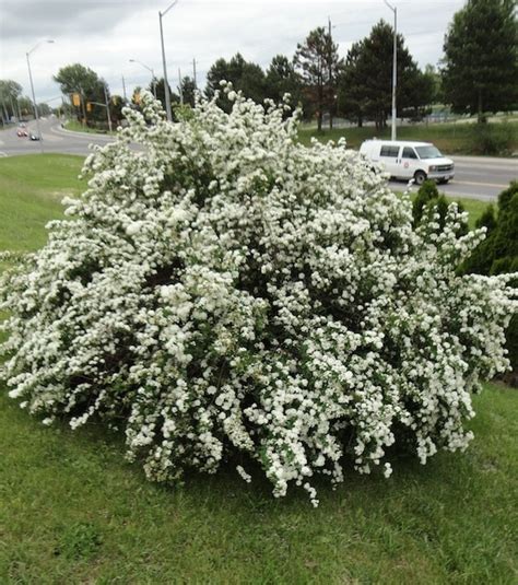 Spiraea Silver Wedding