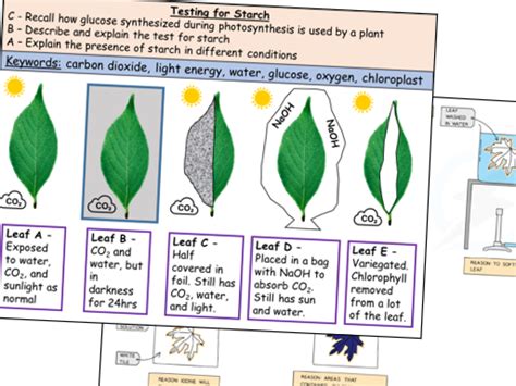 L4 2 23 Testing The Leaf For Starch Igcse Biology 9 1 Edexcel Teaching Resources