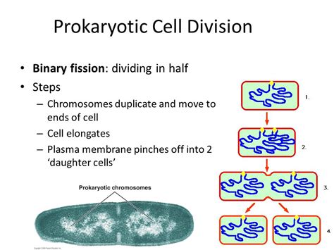 General Biology 2 From Dna Code To Proteins