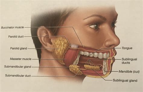 Salivary Glands Accessory Organ Diagram Quizlet Salivary Glands Accessory Organ Diagram Quizlet