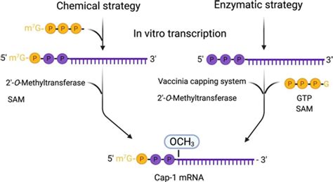 【星耀小课堂】mrna篇mrna序列优化全解析 知乎