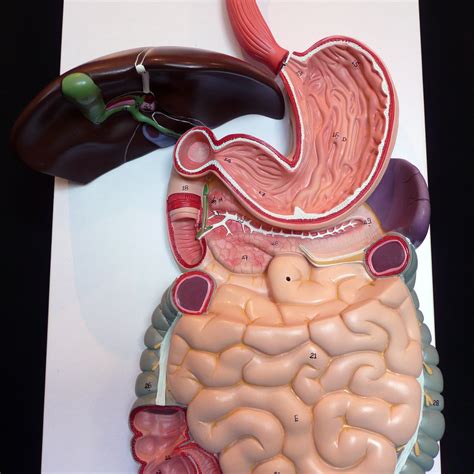 Anatomy Models Labeled