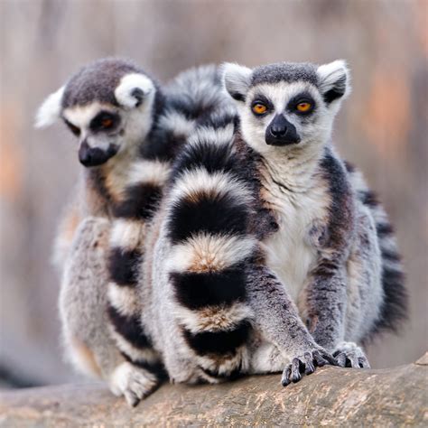Кошачий или кольцехвостый лемур лат Lemur Catta фотографии лемуров