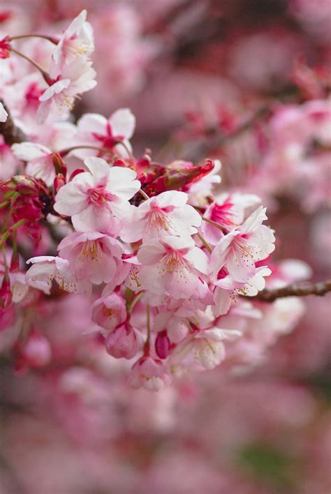200 Fondos De Fotos De Sakura