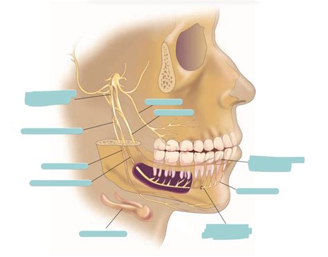 Mandibular Branches Of The Trigeminal Nerve Quiz