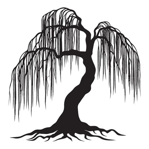 A Willow Tree With Visible Root Illustration In Black And White 45795826 Vector Art At Vecteezy