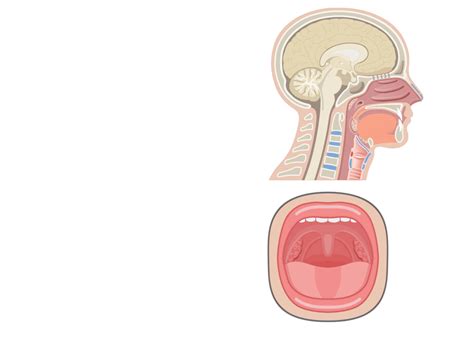 Tonsils Of The Pharynx Types Location And Anatomy Getbodysmart