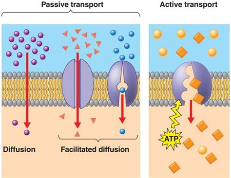Passive Vs Active Transport Biology Units Cell Transport Cell Membrane