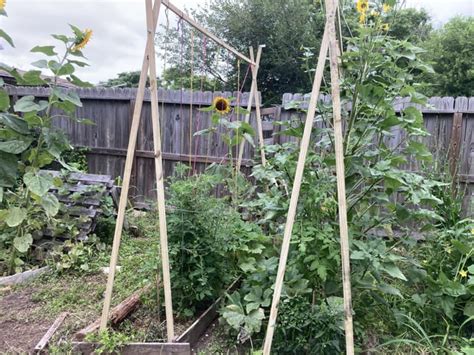 I Added New Trellises For My Tomatoes This Weekend Rgardening