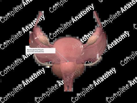 Rectouterine Pouch Complete Anatomy