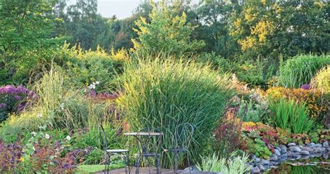 Multicolored Panicum Virgatum The Most Spectacular Varieties