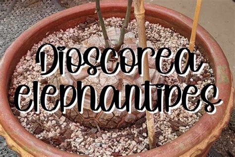Dioscorea Elephantipes Elephant Foot Plant