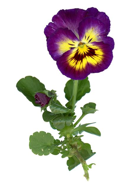 Blue Pansy Flower Scientific Name
