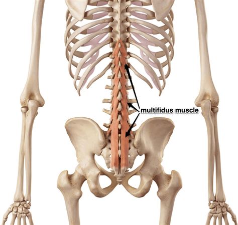 The Multifidus Muscles Its Attachments And Actions Yoganatomy