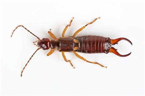 Facts About Earwigs At Wayne Tisdale Blog