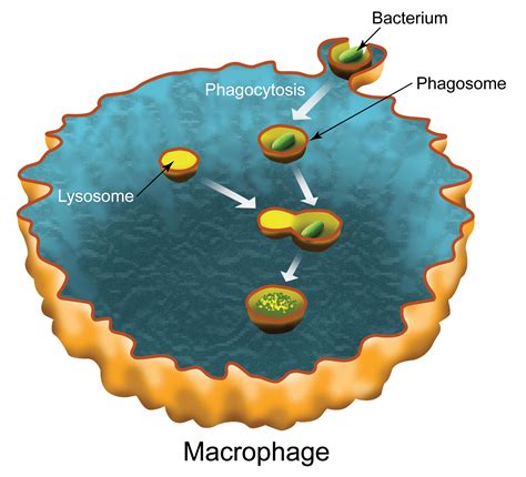 Macrophage Engulfing Bacteria Diagram