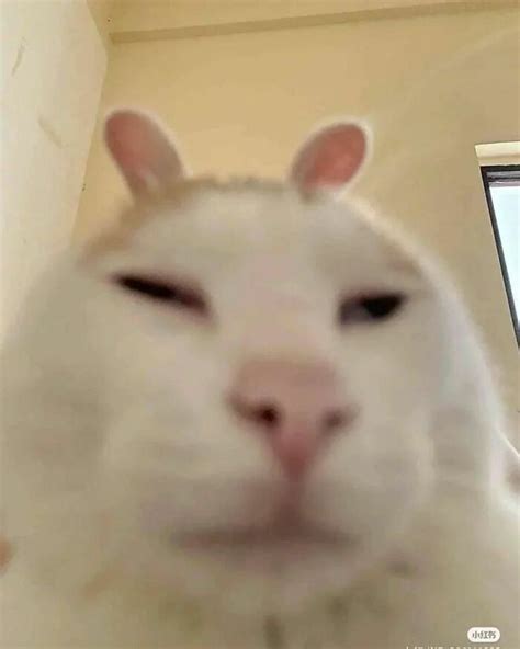 When Cats Malfunction 77 Hilarious Pics From ‘cat Virusexe That Defy