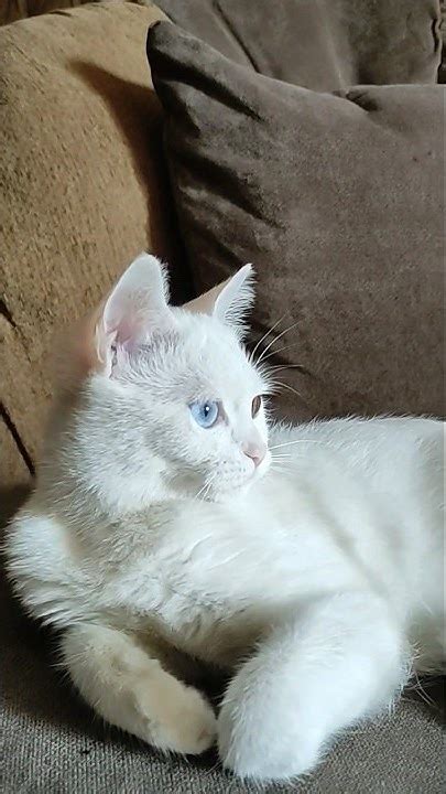 صائدة الذباب 🪰 Youtube