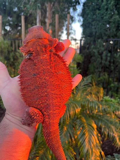 Male Red Monster 100 Het Translucent Ready To Breed Central Bearded
