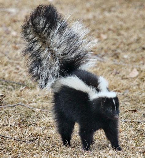 How To Get Rid Of Skunks Keep Them Out Of The Garden The Old Farmer