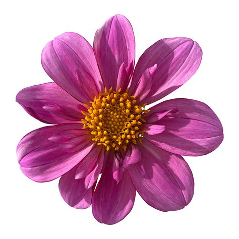 Cdp Night Sky Chelan Butte Dahliary