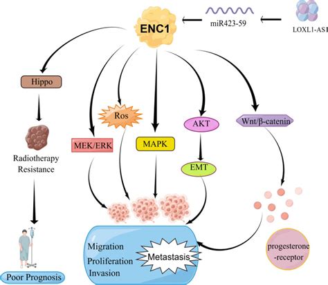 The Emerging Role Of Ectodermal Neural Cortex 1 In Cancer Pmc
