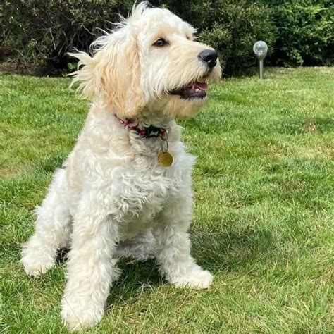 Cockapoo Generations Made Easy F1 F1b F1bb F2 F2b F2bb F3 Multigen