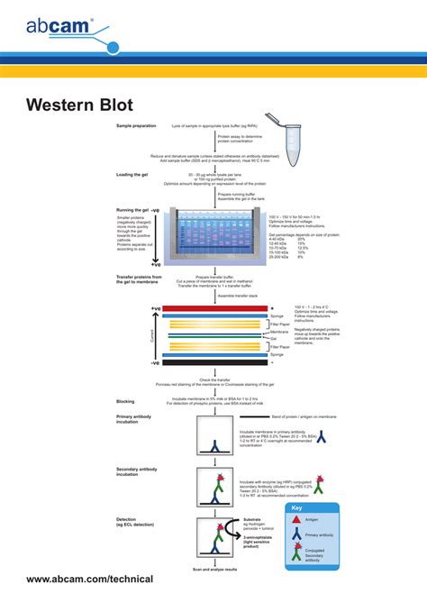 Cell Lysis Buffer Recipe For Western Blot Protocol