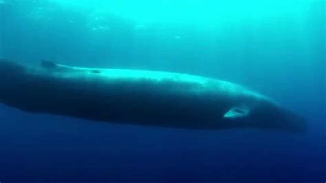 Stunning High Definition Underwater Footage Of The Blue Whale Youtube