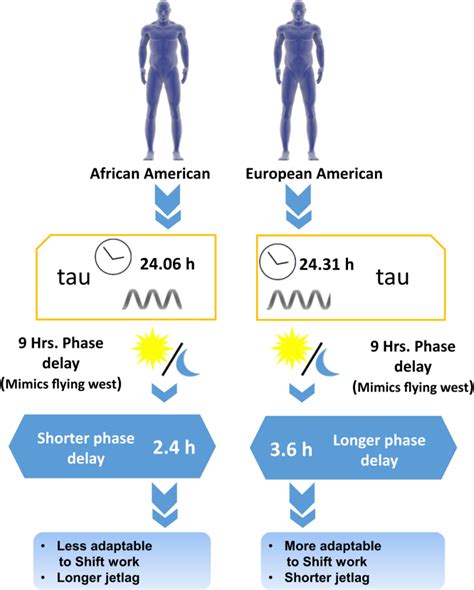 The Role Of Race Sex And Age In Circadian Disruption And Metabolic