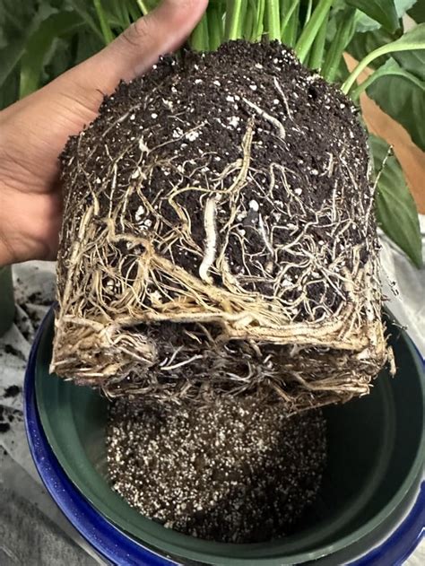 Peace Lilly Roots Rrootporn