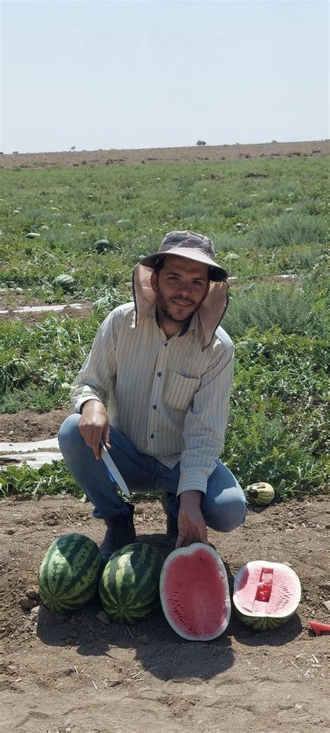 Mohammad Reza Rostami On Linkedin Vegetableseeds Watermelon