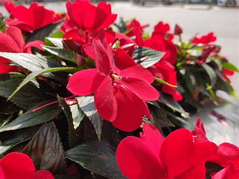 Poco X Pro Review Snapdragon Takes Performance To The Next Level Gizmochina