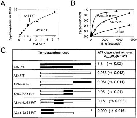 Atp Dependent Removal Of Ddamp From Synthetic Oligonucleotide P T Download Scientific Diagram