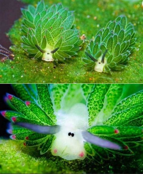 Leaf Sheep Photosynthesizing Sea Slugs