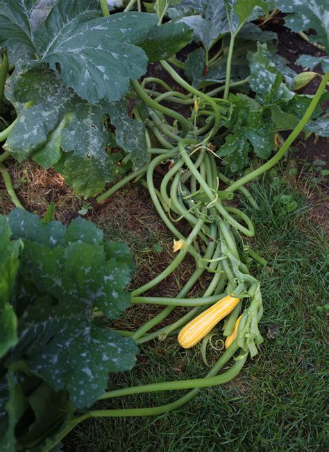 Squash Vegetable Growing