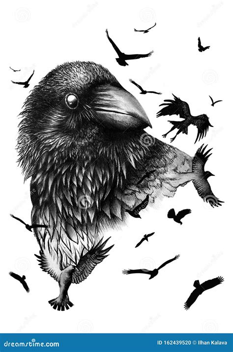 Charcoal Crow Drawingflying Birds Hand Drawn Raven Illustration