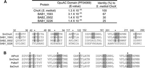 Analysis Of Choline Binding Protein Candidates A Comparison Of B Download Scientific