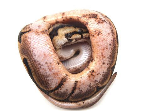 Morph List World Of Ball Pythons