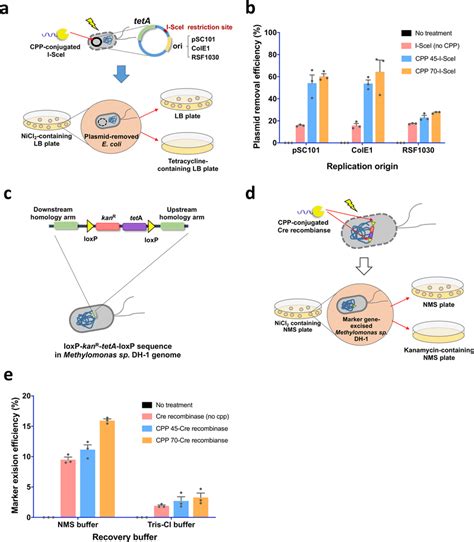 Plasmid Removal Using Cpp Conjugated I Scei In E Coli And Marker Gene