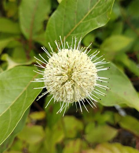 Cephalanthus Occidentalis