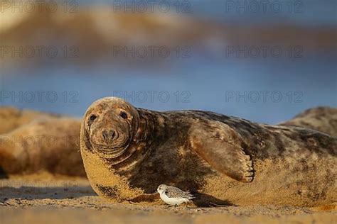 Sanderling Photo12 Imagebroker Kevin Sawford
