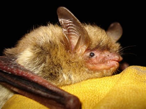 Are Bats Endangered In France At Minnie Wilkin Blog