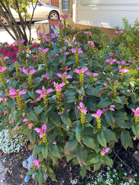 Turtlehead Plant