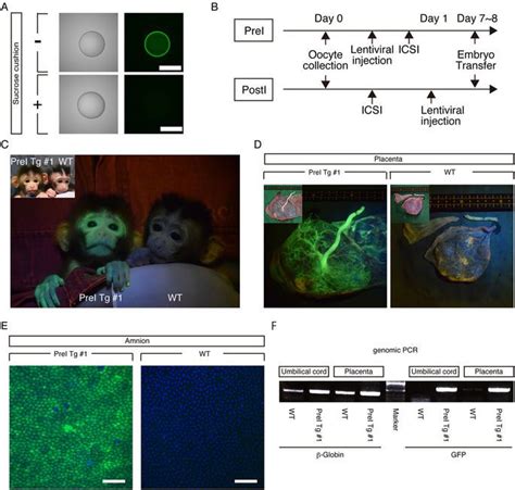 Generation Of Transgenic Cynomolgus Monkeys That Express Green