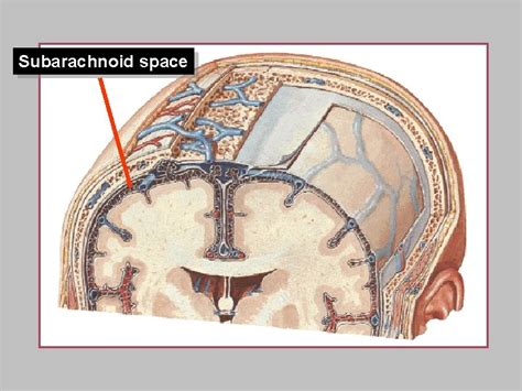 Cranial Massage Brian J Piccolo Ba Ma Lmt