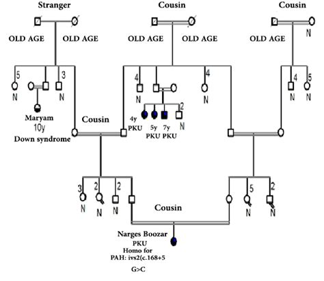 Figure 1 From Common And Newly Identified Pah Gene Mutations In