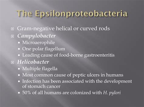 Ppt The Prokaryotes Bacteria Powerpoint Presentation Free Download