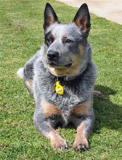 Australian Cattle And Blue Heeler Mix Aspca Donation Rating