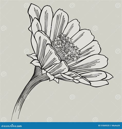 Zinnia Flower Hand Drawing Vector Illustration Stock Vector Image